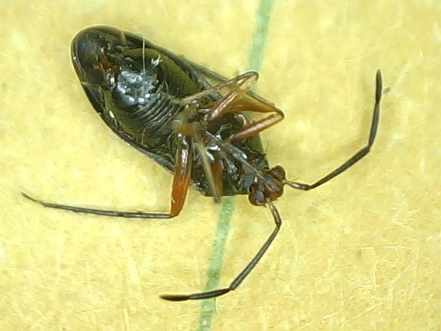 Springfield Plateau: Biting Bug