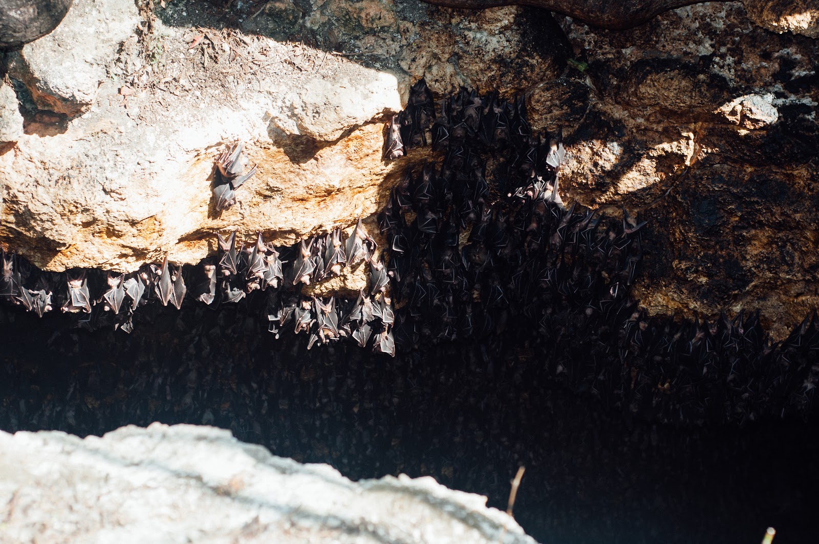 Discover Davao : Monfort Bat Sanctuary - Ochi In The City