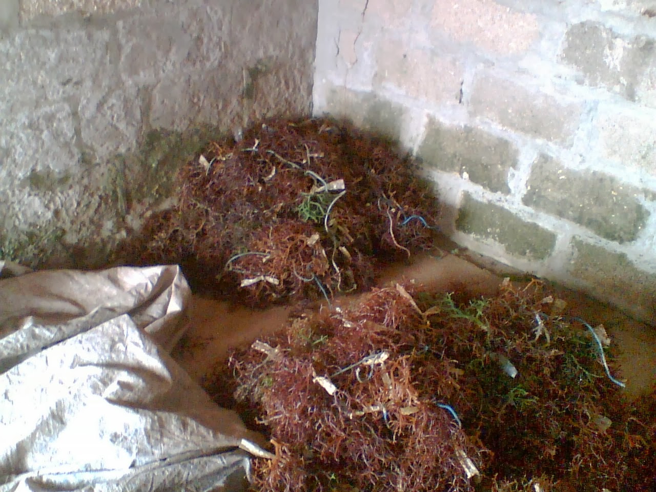 Bertani Rumput Laut, Salah Satu Usaha di Nusa Penida - Nak Nusa Blog