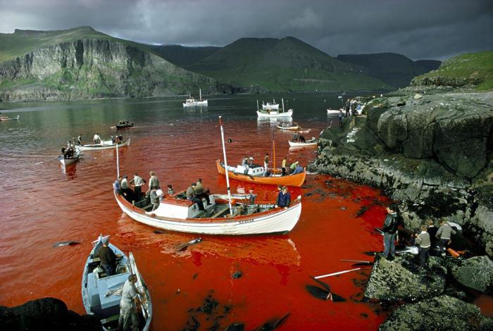 Ξωτικό: Grindadrap, 1970: Η φωτογραφία που έδειξε στον κόσμο το έθιμο ...