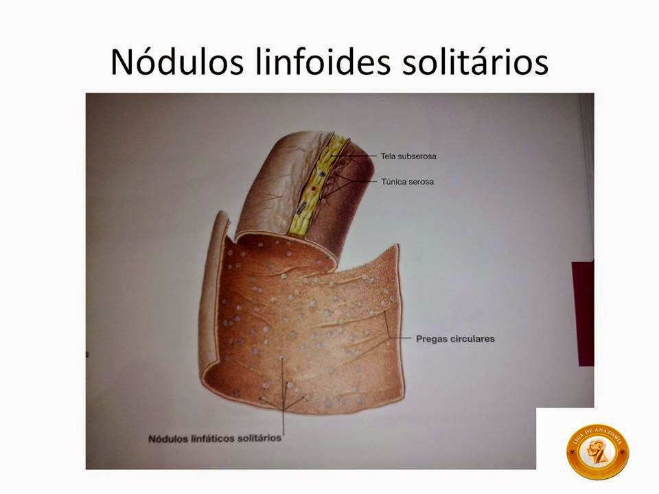 Liga de Anatomia ULBRA: JEJUNO, ÍLEO