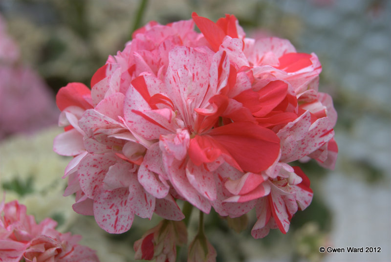 PERFECT PELARGONIUMS: Vectis Embers - dwarf bi-coloured zonal pelargonium