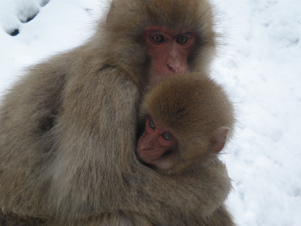 Trifles in Japan--this and that ~ Travel Tips to Japan: "Monkeys ...