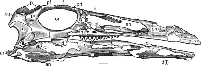 Waxing Paleontological: One More Strange Reptile