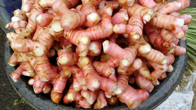 MARI MENANAM LENGKUAS / LAOS | semangat berkebun