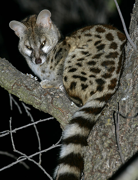 Genet | Fun Animals Wiki, Videos, Pictures, Stories