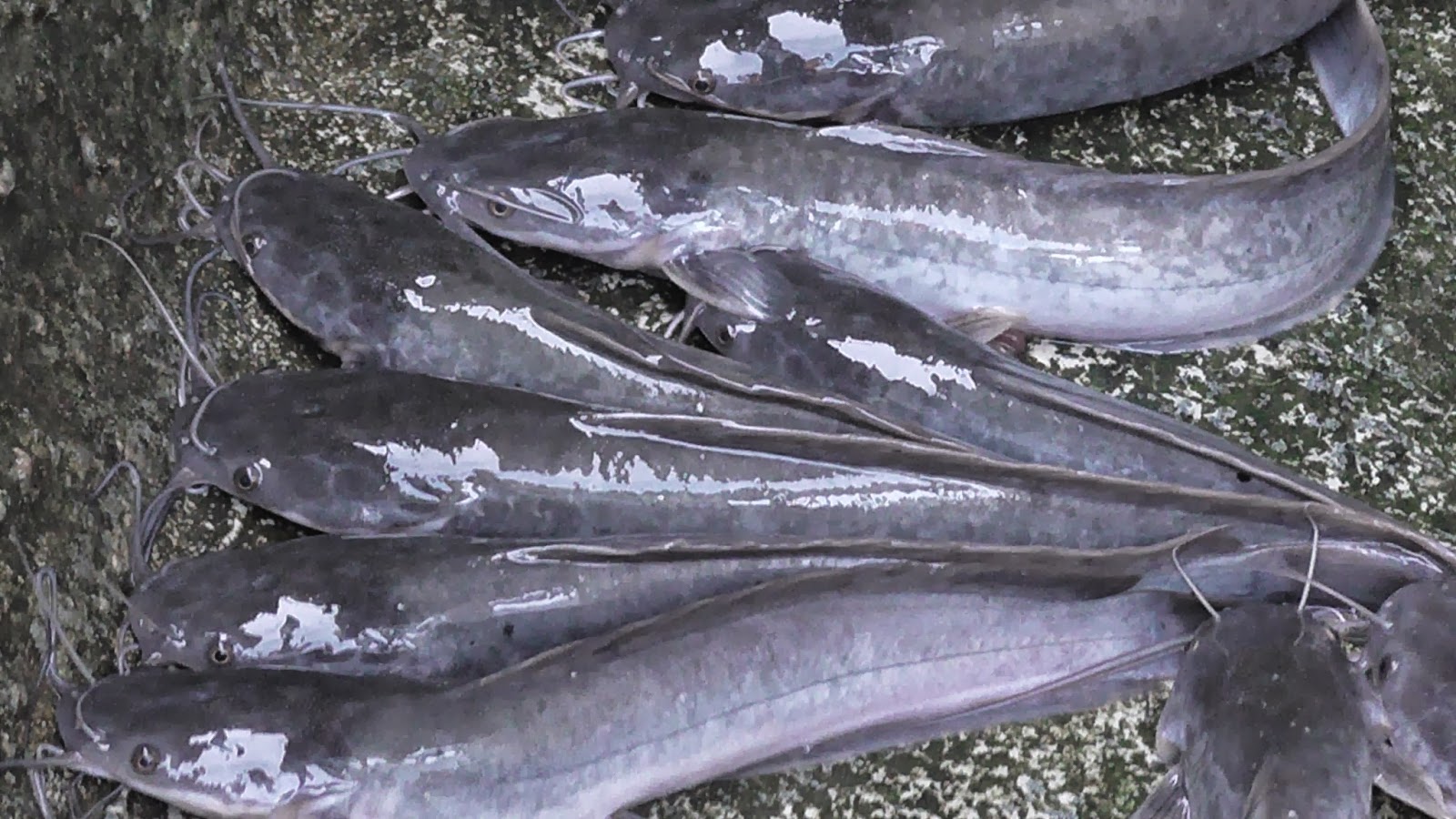 Jenis Ikan Keli Malaysia