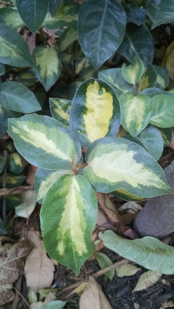 Desert Valley Orchard: Golden Silverberry