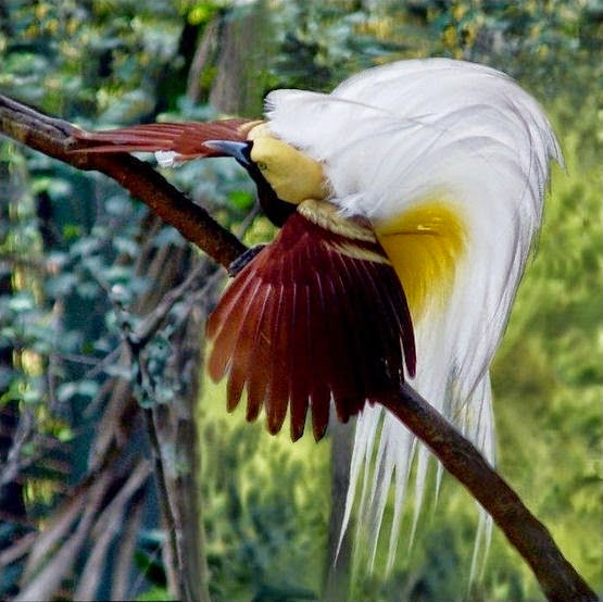 ΠΟΥΛΙΑ ΤΟΥ ΠΑΡΑΔΕΙΣΟΥ photos - wallpapers | the fun bank