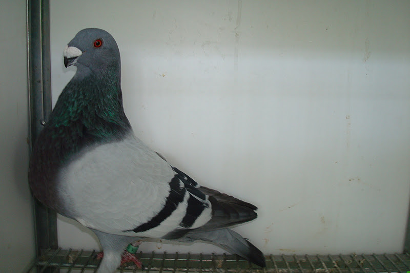 JOSE ANTONIO: LOS PICHONES DE RAZA