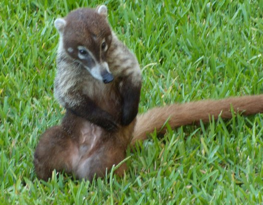Grind my gears: I fell in love with a Coatimundi in Mexico