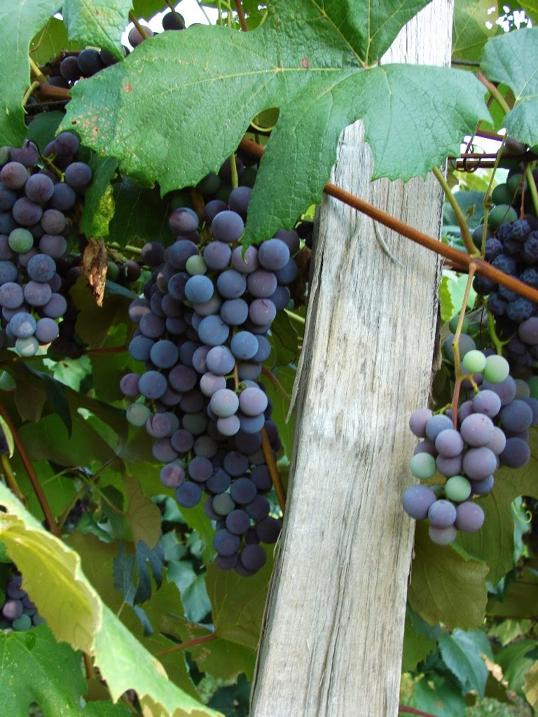 Faith Hope & Cherrytea: LENT: Day 9 Chronos Kairos [ TIME ] 13.3.14