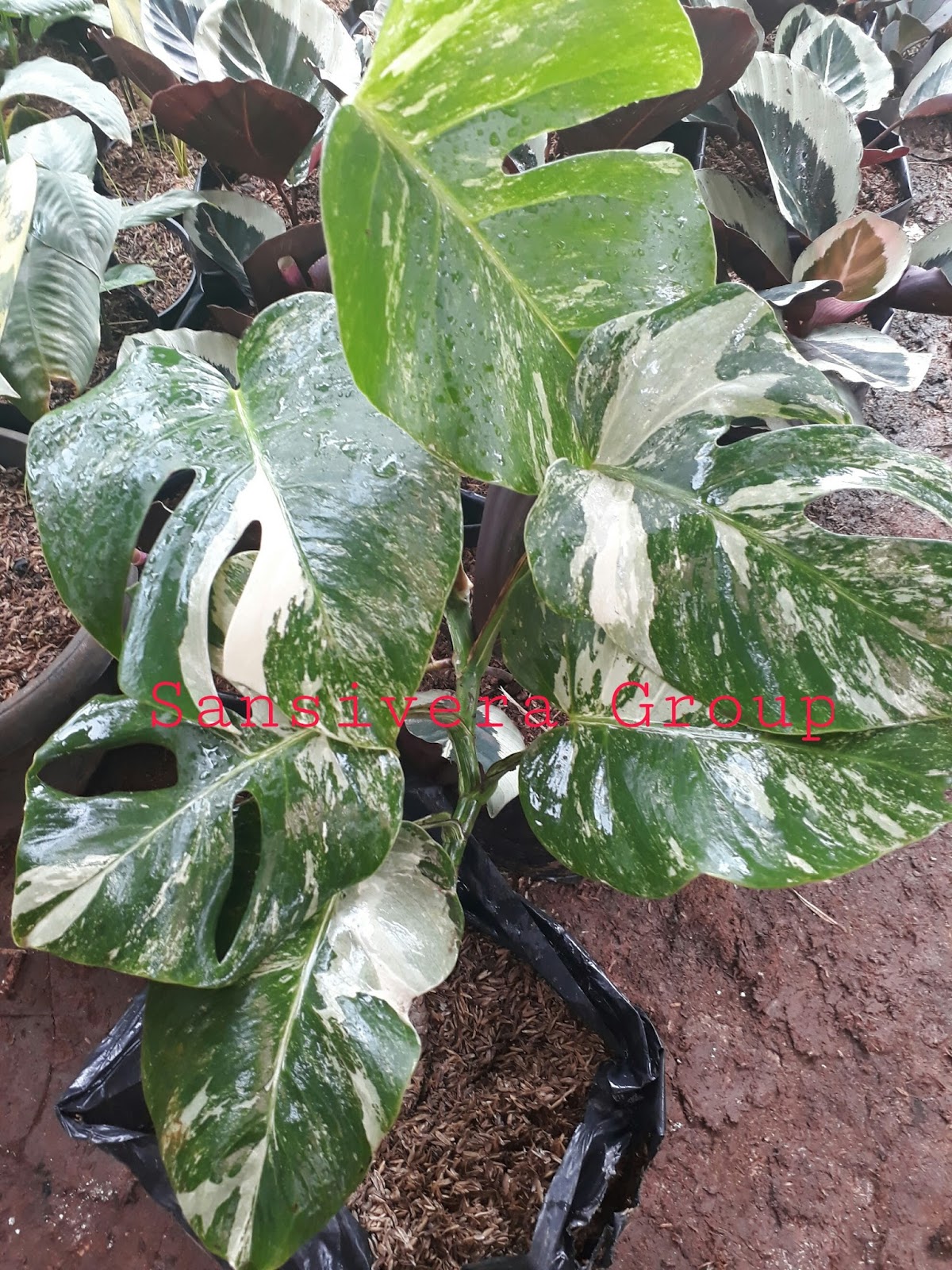 Bunga Monstera Variegata