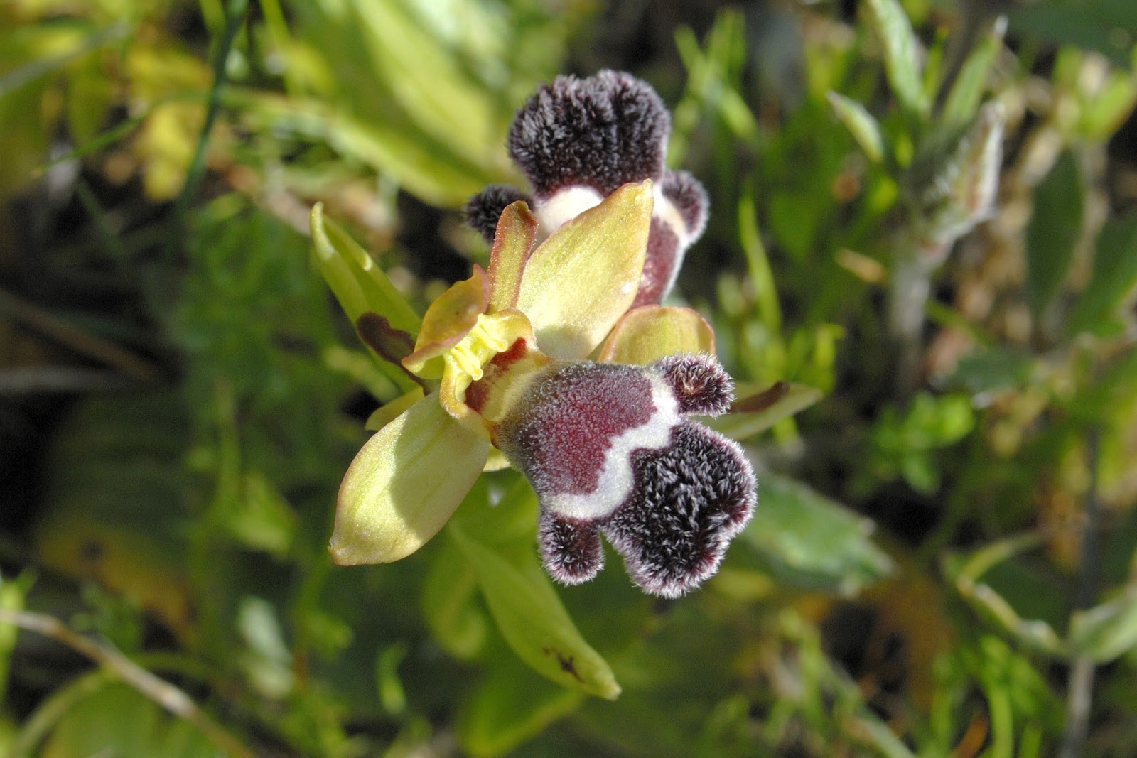 MyPhotoPics: Ορχιδέες στην νήσο Χίο, Ελλάς