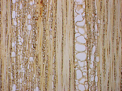 Ironwood Tree - Eusideroxylon zwagerii T. et B. , Ulin