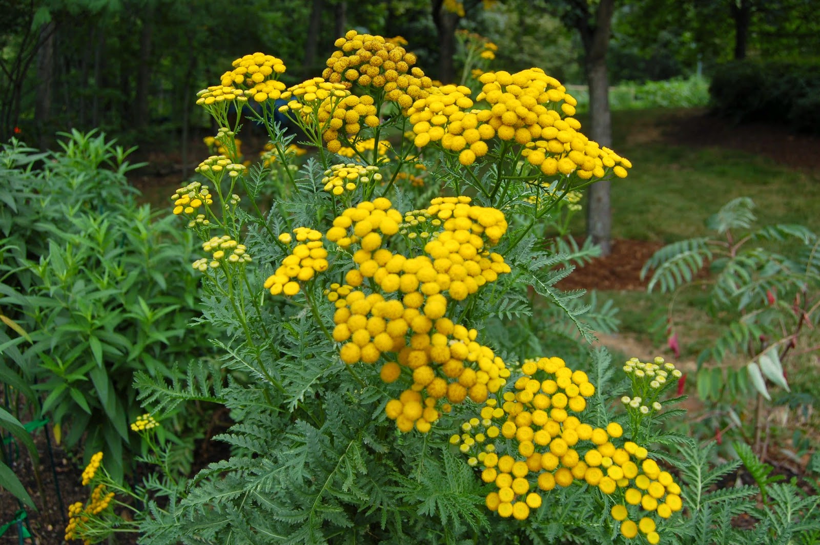Tanacetum vulgare: common tansy (beneficial insects) (With images ...