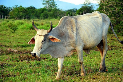 Animal Destination: Baka