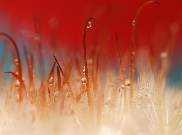 Surreal . Fine Art . Conceptual Photography/ Arts: Sandra McCabe's ...