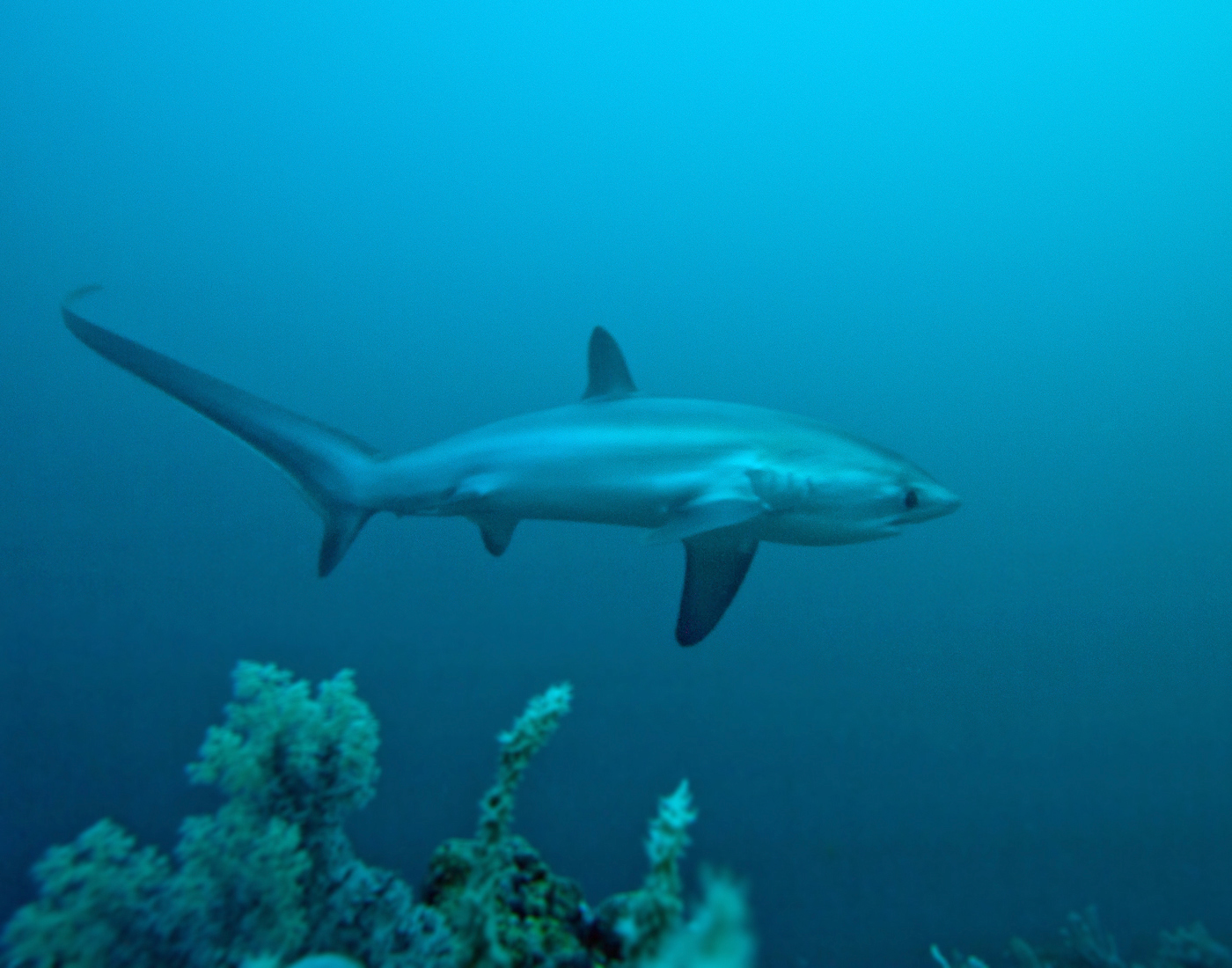 Thresher Shark