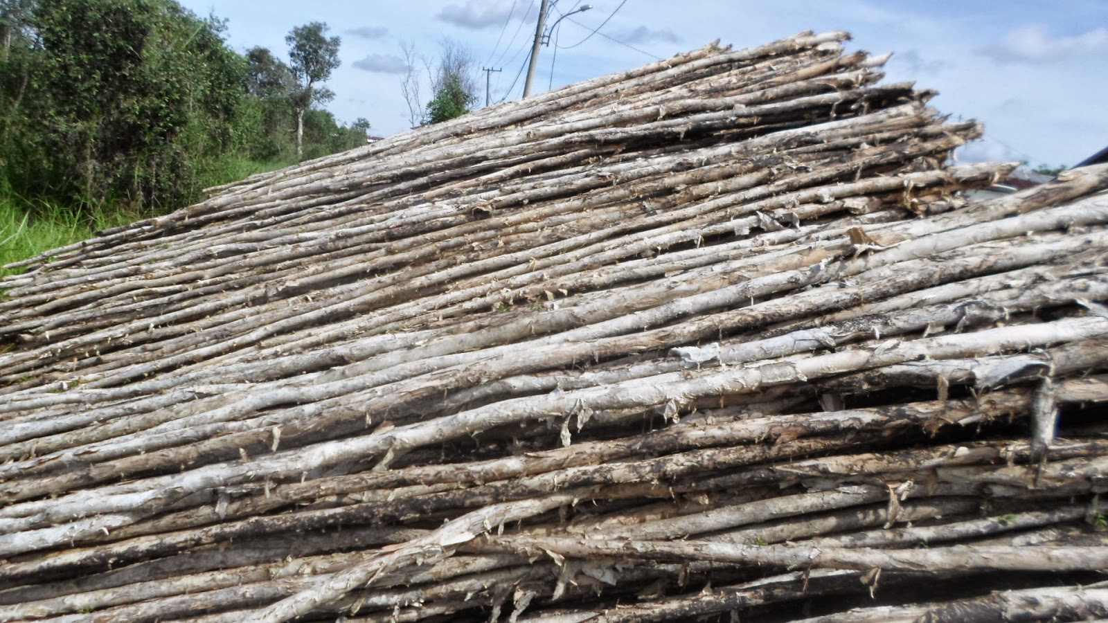 Kayu Galam: 2014