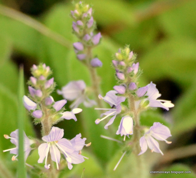 EN EL MONCAYO: Veronica sp