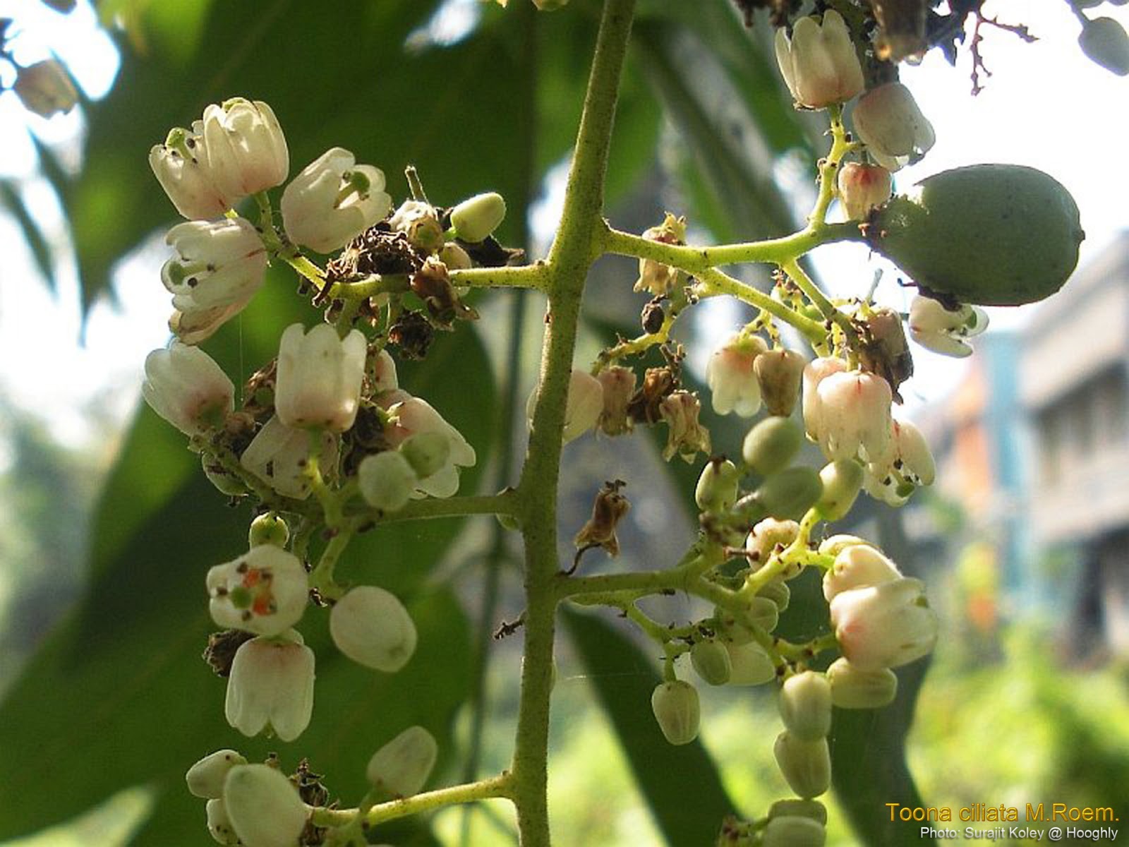 Toona - JungleKey.in Image