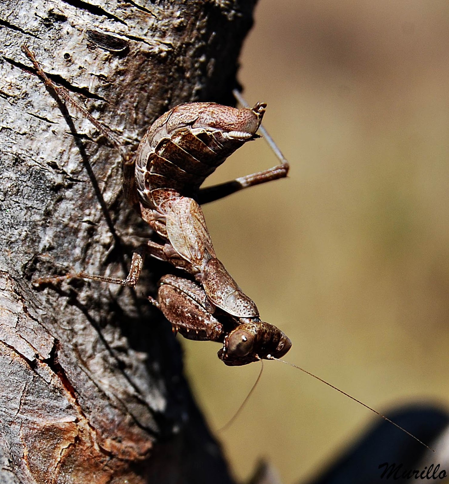 Las excursiones de Murillo "murillonature": Mantis religiosa o ...