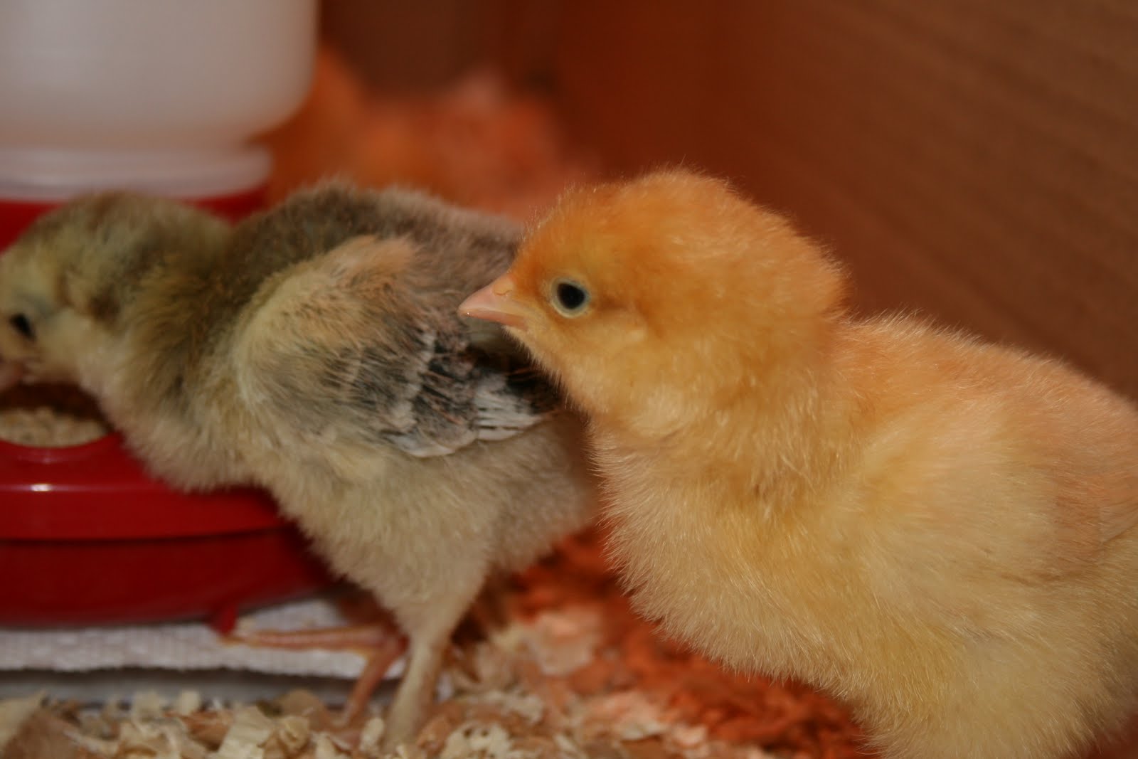 Building Green in Vermont