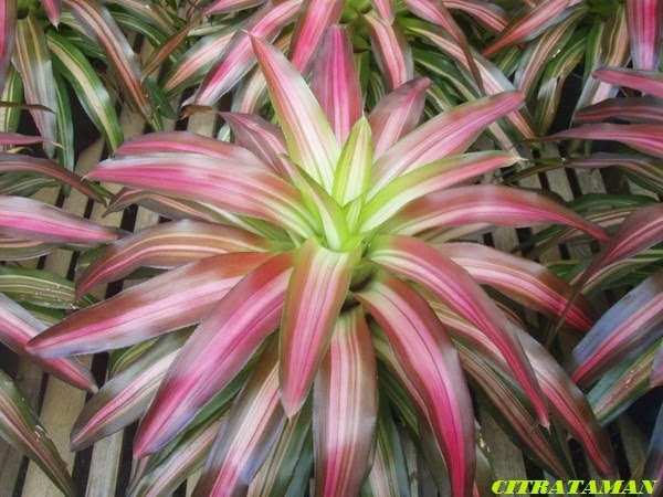 MITRA TAMAN: jual tanaman hias bromelia | tukang pohon nanas nanasan