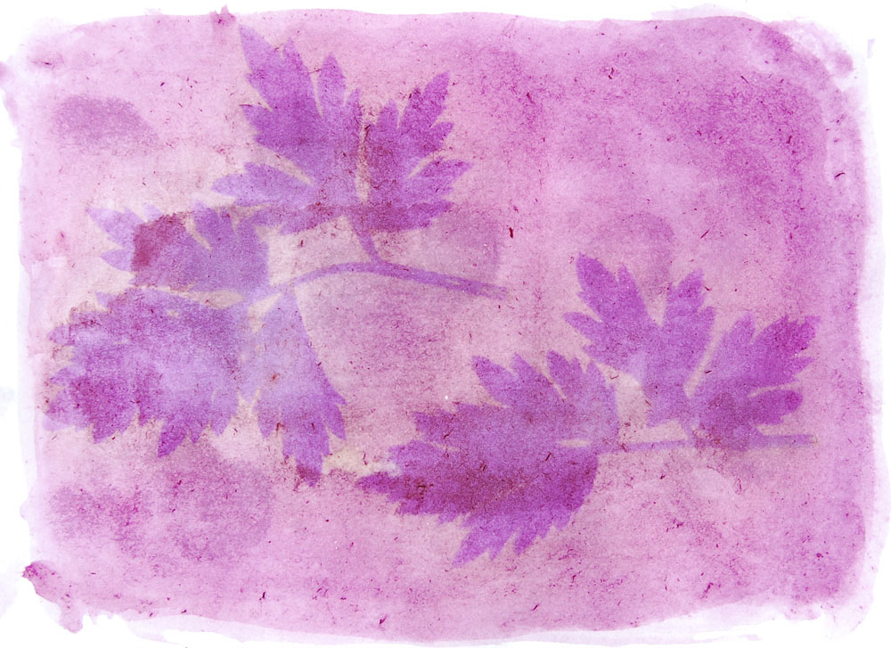 Matt Pitchford Photography: Anthotypes