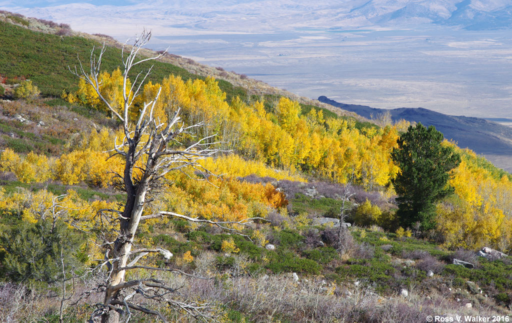 Ross Walker photography: Angel Lake Scenic Byway, Nevada