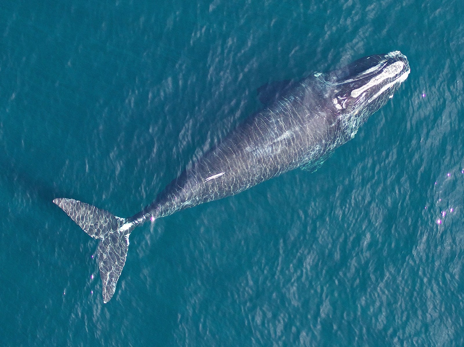 Right Whale Research Blog