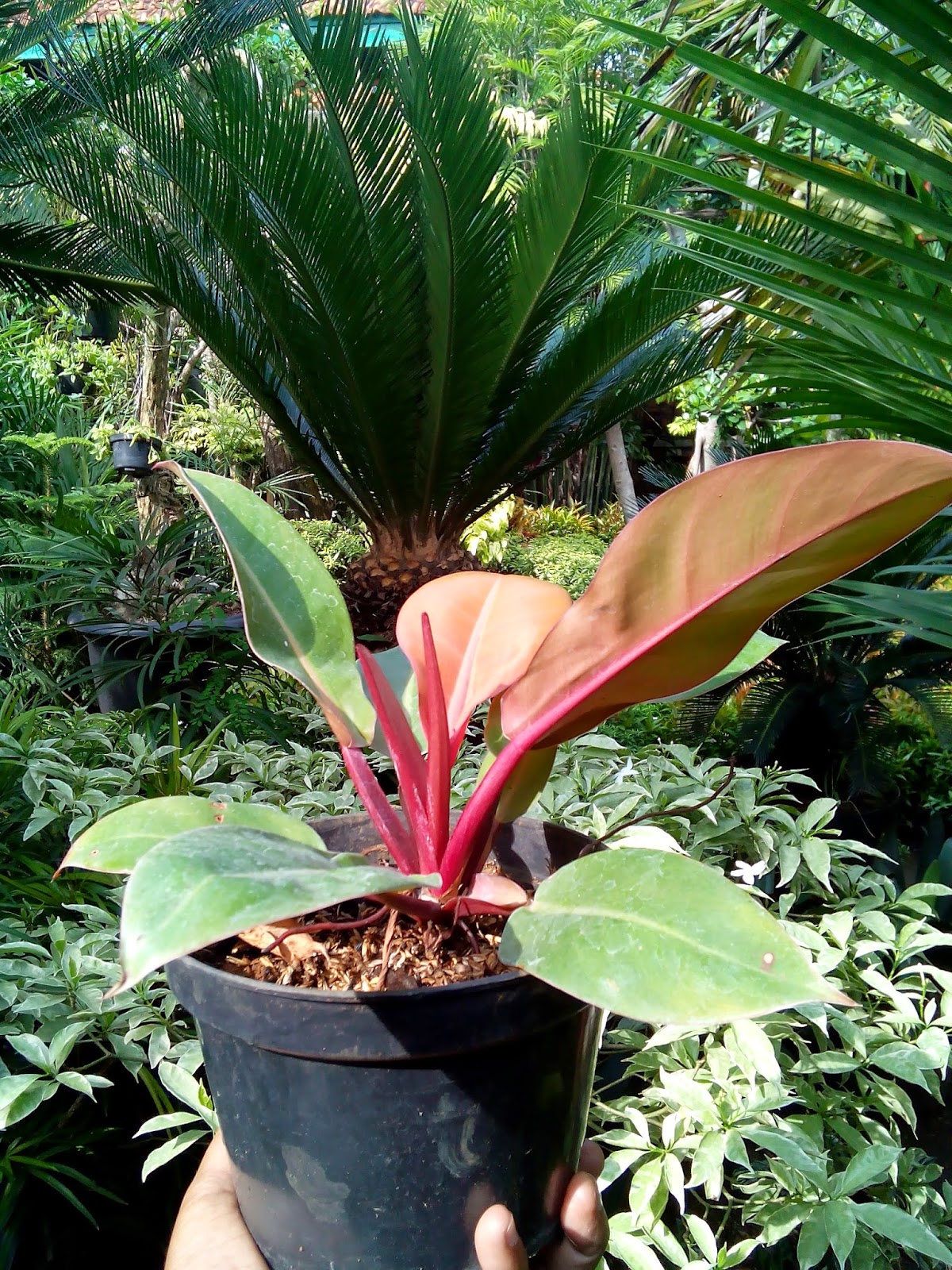 Philo Katak, Philo Black Cardinal, Philo Emerald - Education Articles