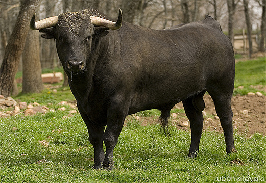 El Libro del Arte: El Toro, el animal más bello del mundo