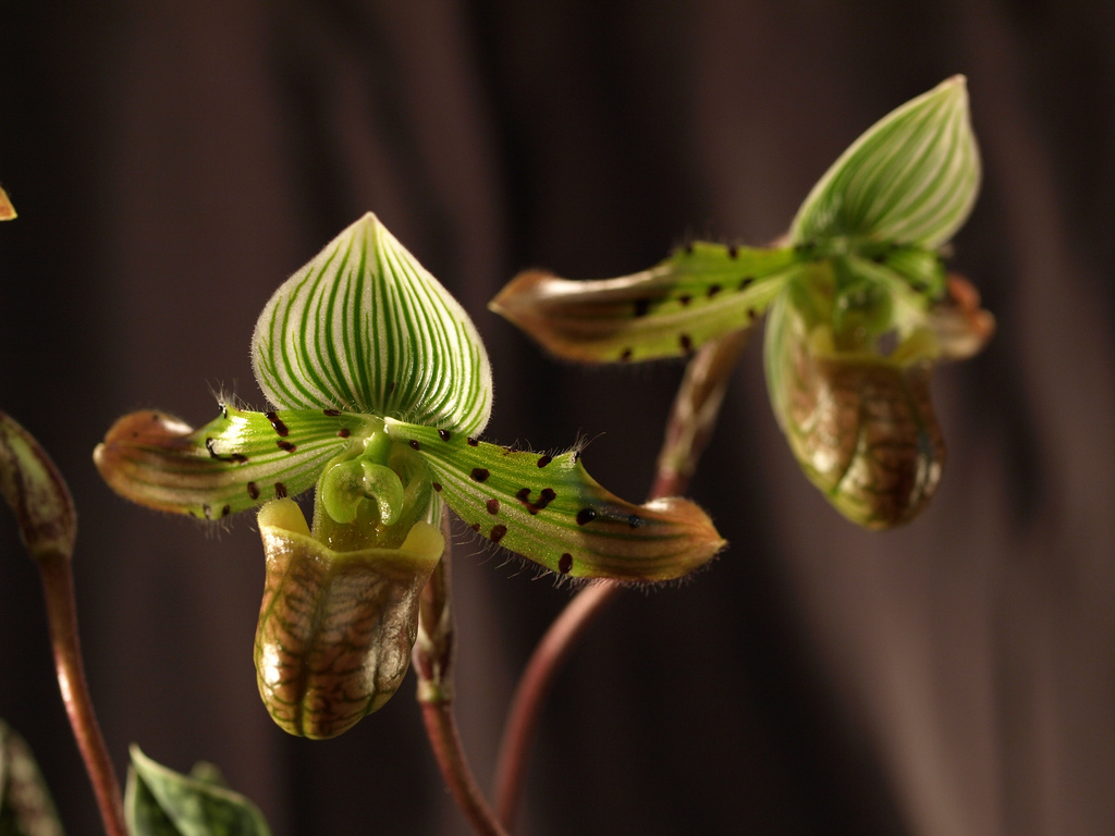 Paphiopedilum venustum care and culture | Travaldo's blog