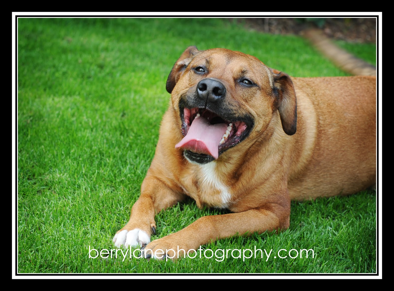 BerryLane Photography: Dog Photographer {Tacoma - Gig Harbor}