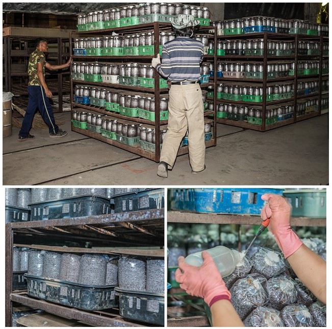 [转贴] 億維雅搖身一變超級瑪利歐！～HEVEA - Alex Shee | I3investor