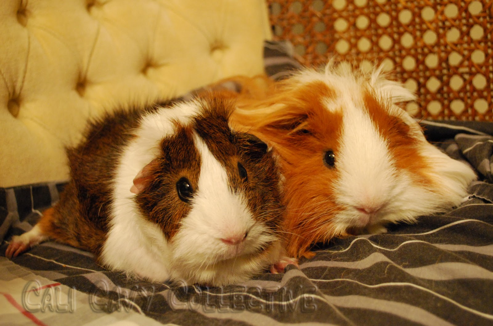 Cali Cavy Collective: a blog about all things guinea pig: Hidden cavies
