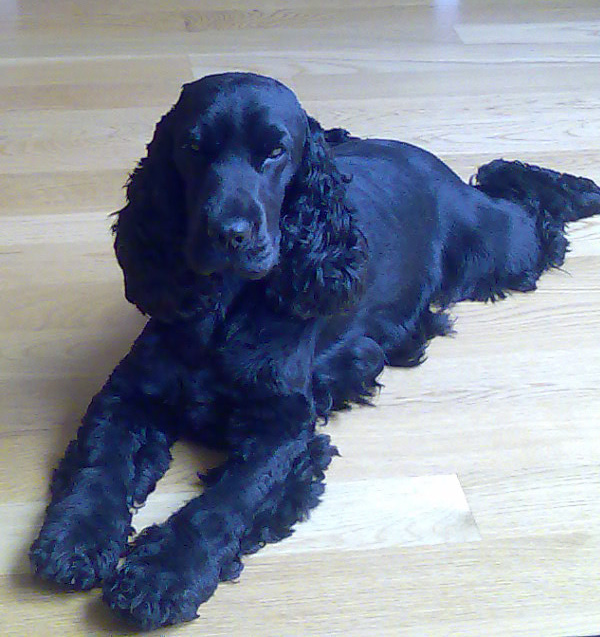 Imagenes de perros azules - Imagui