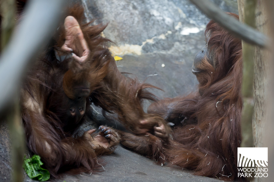 Meet new orangutan of the forest, Godek