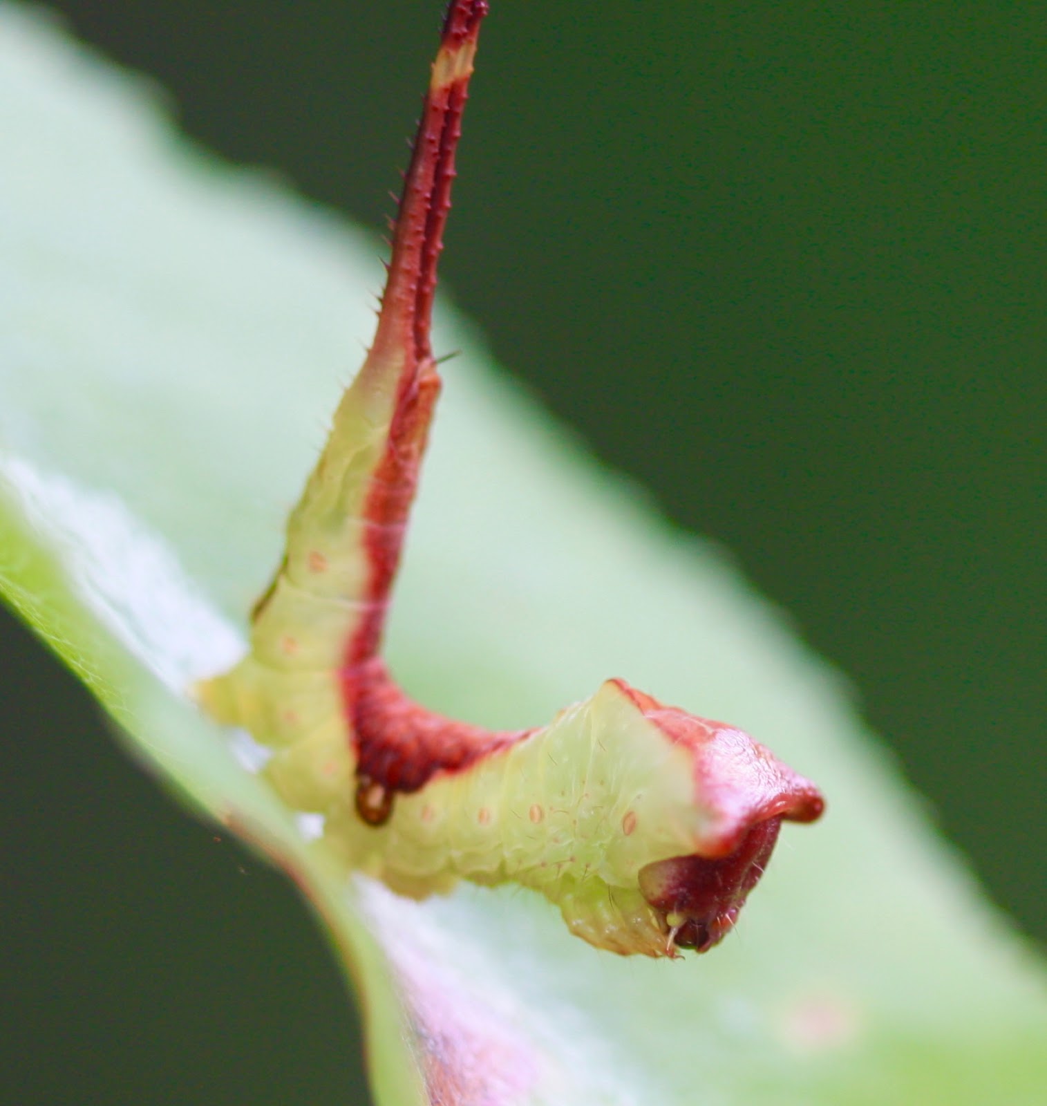 Knit, Click, & Stir: It's the...eye of the corgi, it's the thrill of ...