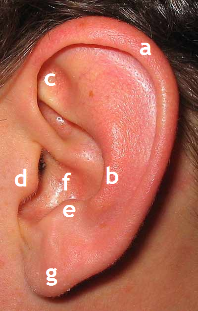Anatomofisiología del Oído: Oído Externo ~ Audiología didáctica para ...