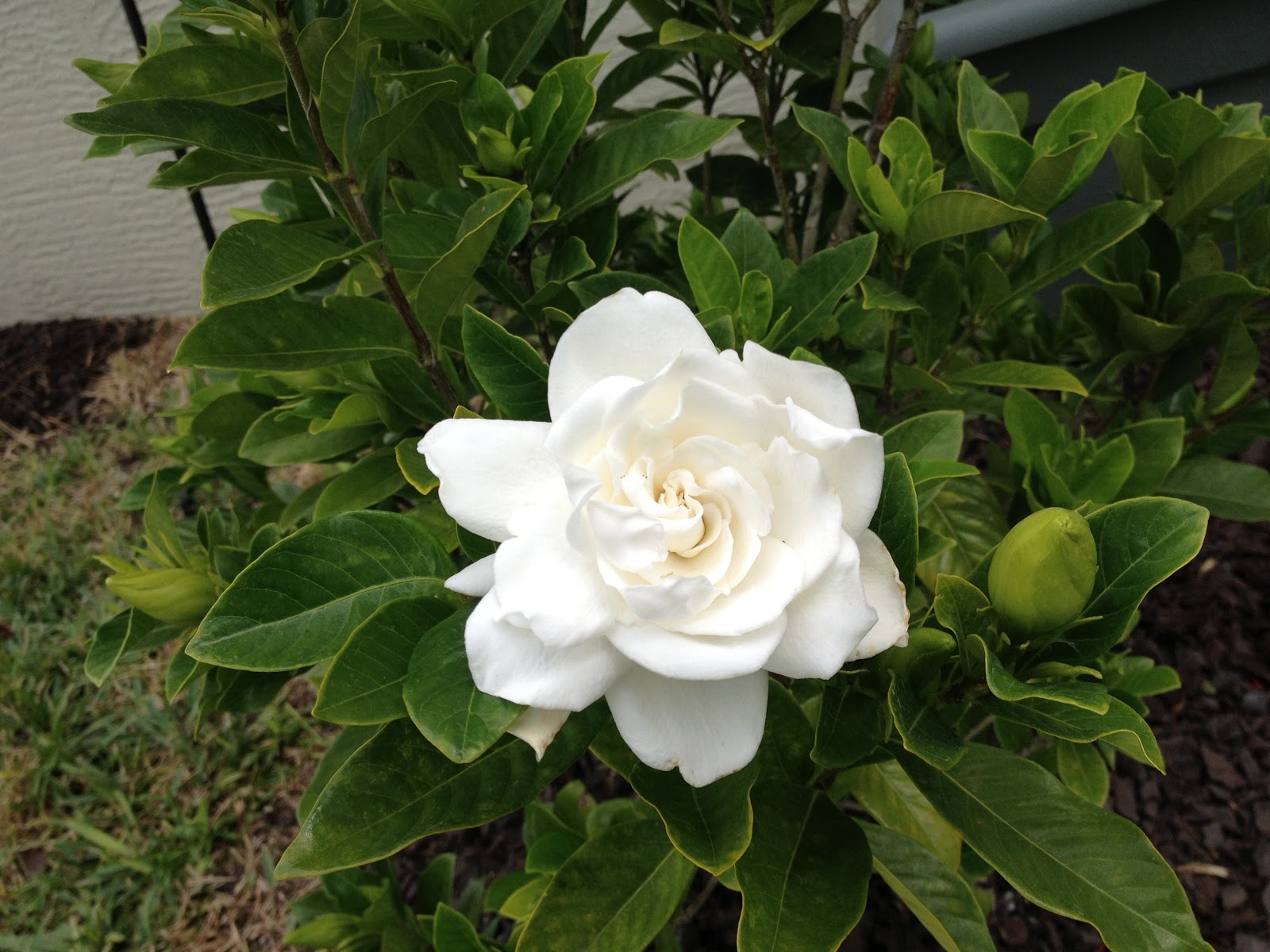 [75+] Landscape Dwarf Knockout Roses Télécharger | Unique PhotoPNG