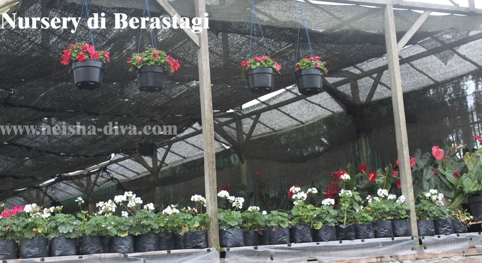 Rumah Bunga Neisha: RUMAH BUNGA NEISHA - Belanja Tanaman Online vs ...