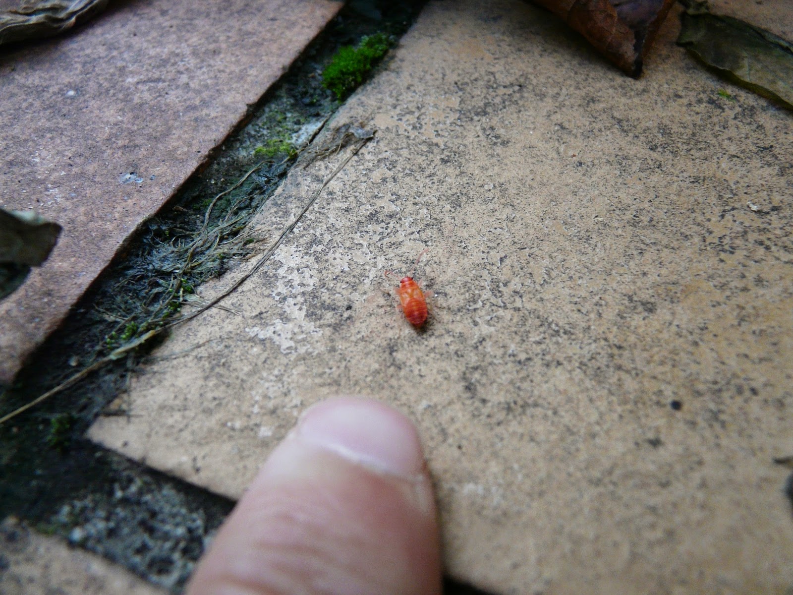 Nos Bêbêtes: puce rouge