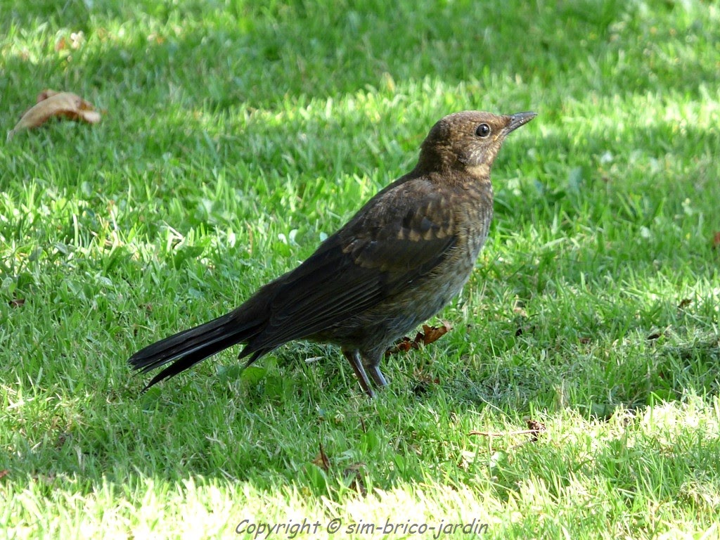 sim-brico-jardin: Merlot et Merlette.