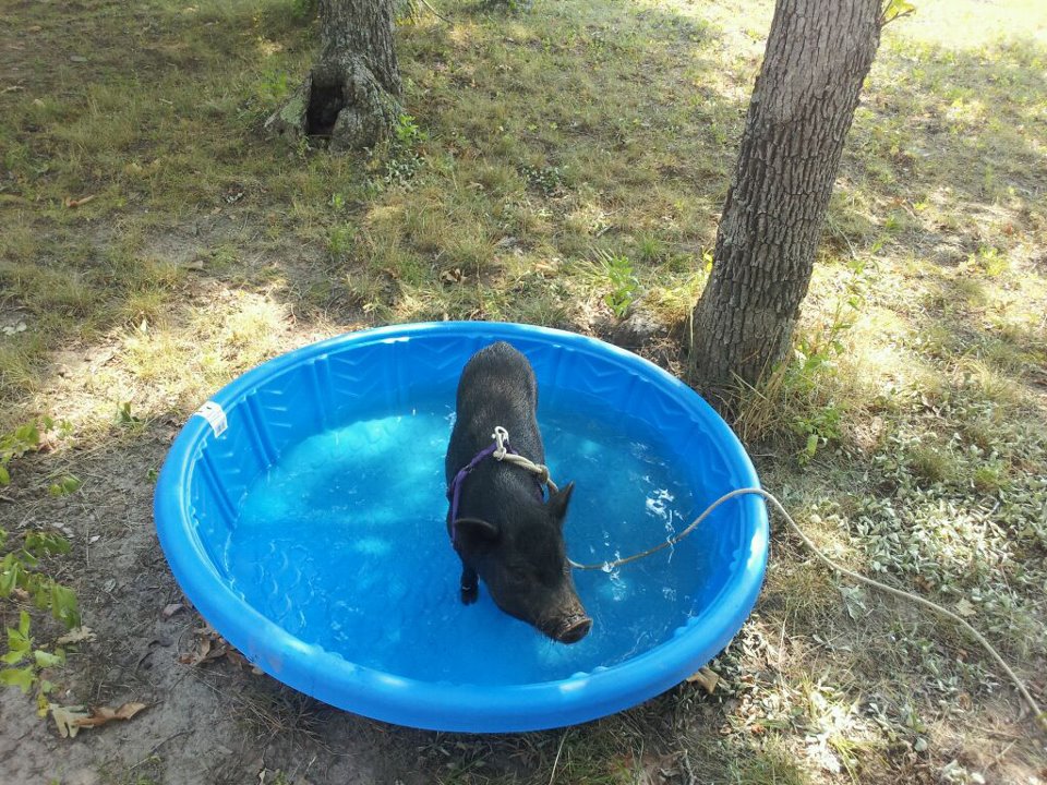 Sweet Pig Farm: Mini Pig Pet Care