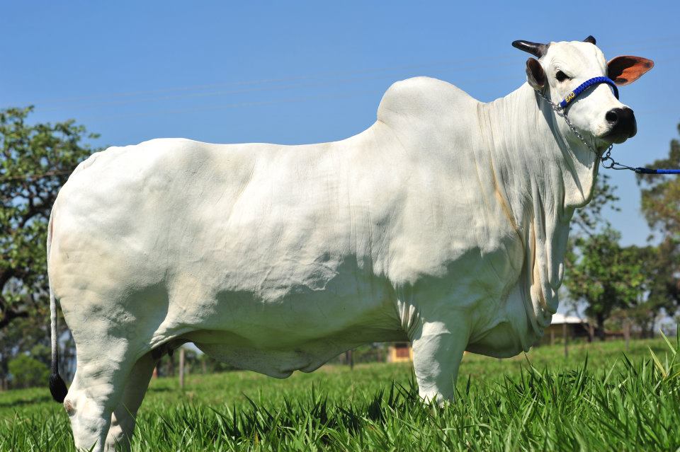 Dahora Rural do Sul da Bahia.: CRIAÇÃO DO GADO NELORE NO BRASIL