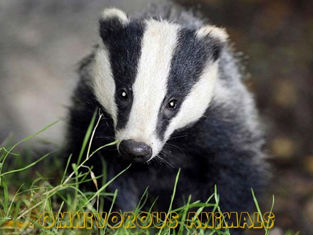 List Of Omnivorous Animals | Animals Name A To Z