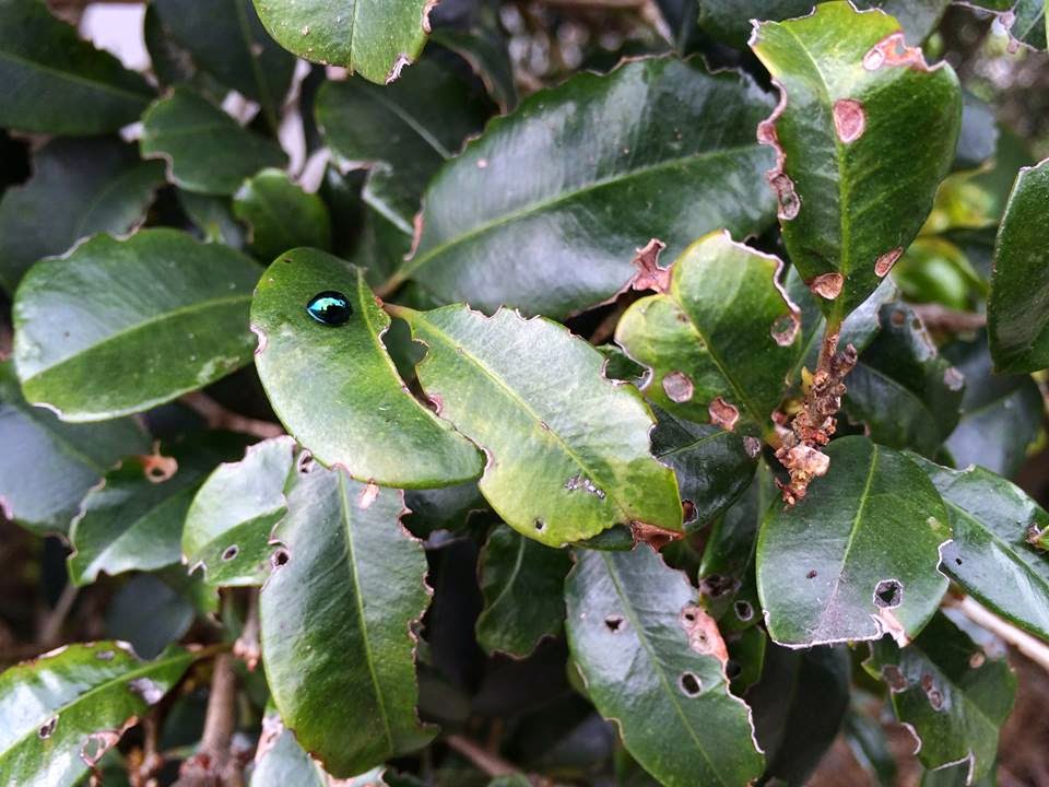 BANGALOW TREE TALES: WHICH LILLY PILLY SHOULD I CHOOSE?